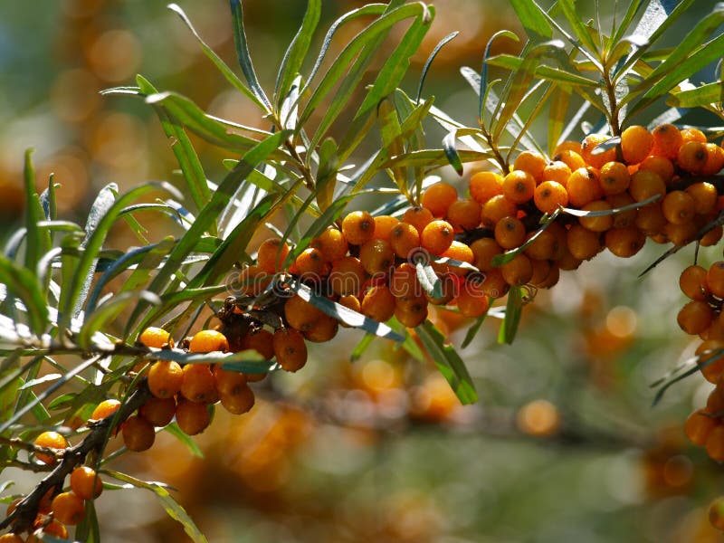 Branch of Sea Buckthorn Berries- Hippophae Stock Image - Image of ...