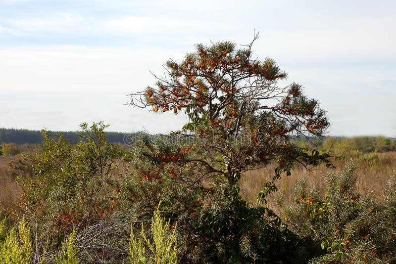 Buckthorn bush in a field stock photo. Image of garden - 51074716