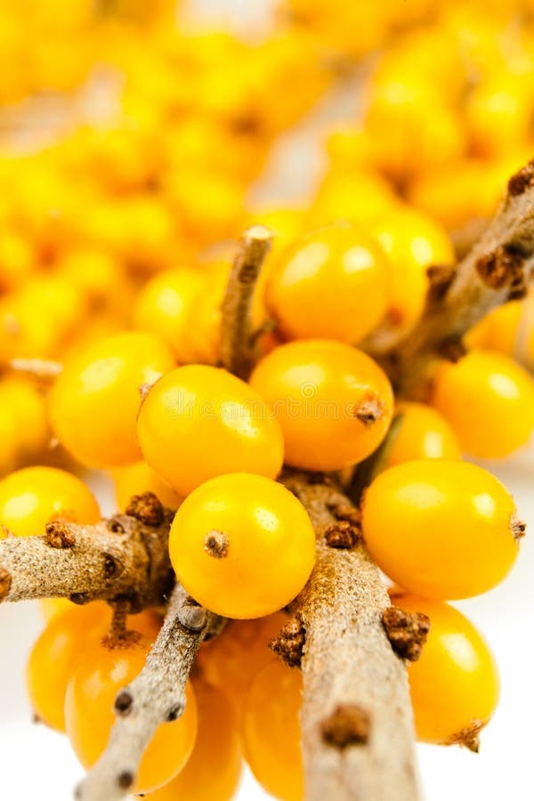 Buckthorn closeup stock image. Image of food, thorn, ripe - 26502043