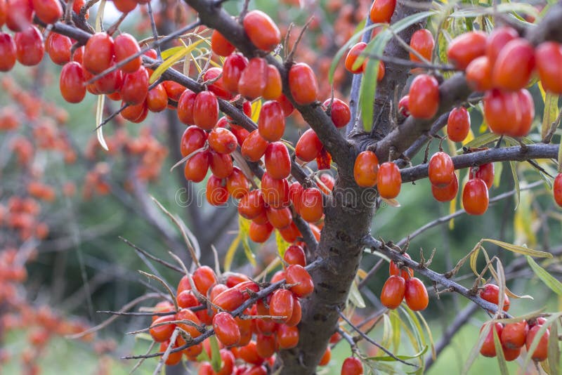 Buckthorn stock image. Image of collect, tree, hurt, catchy - 44587925