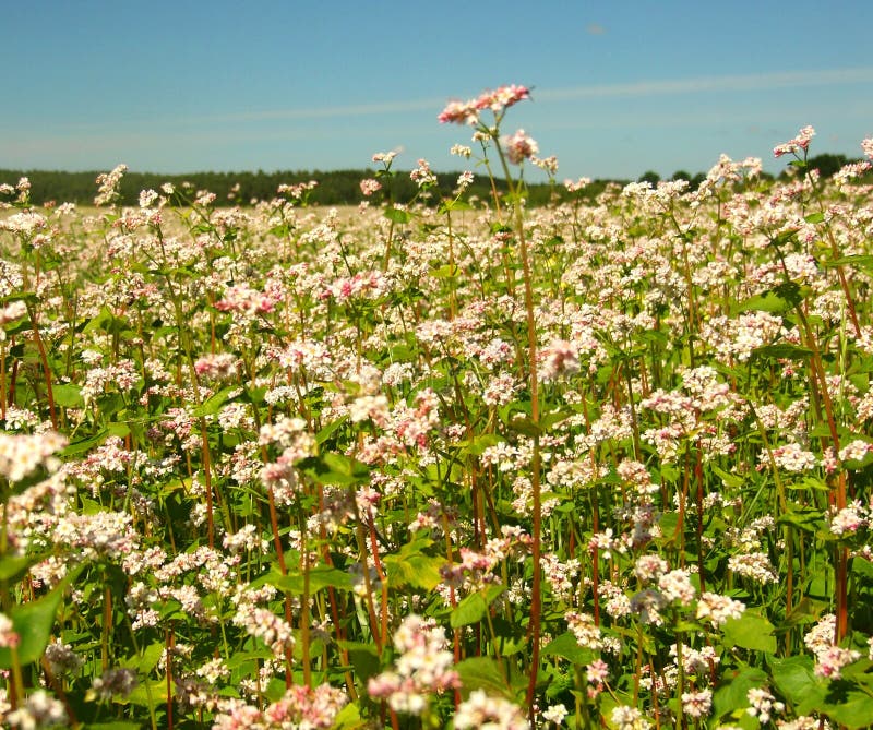 2,925 Buckwheat Growth Stock Photos - Free & Royalty-Free Stock Photos ...