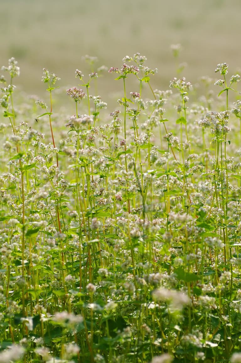 1,671 Field Buckwheat Bloom Stock Photos - Free & Royalty-Free Stock ...