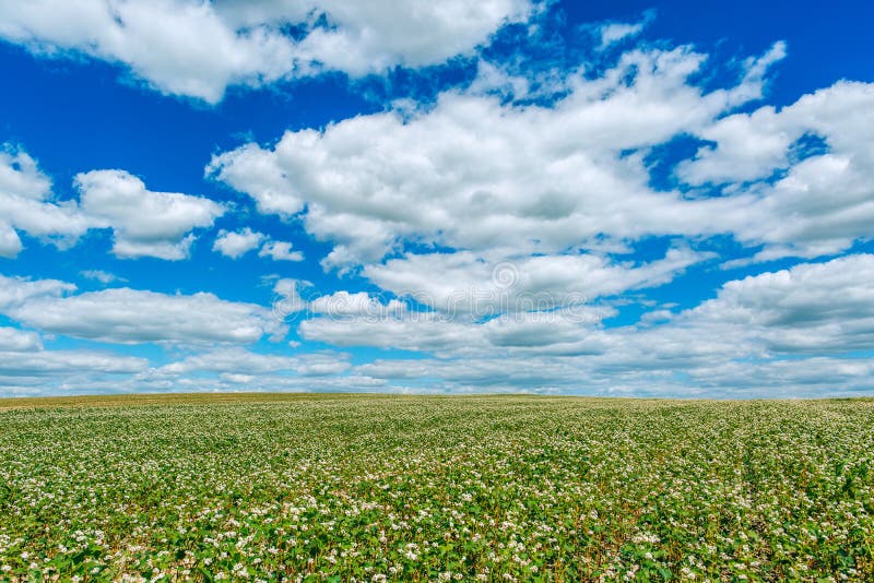Buckwheat Bloom. Buckwheat Fields Stock Image - Image of farm, blossom ...