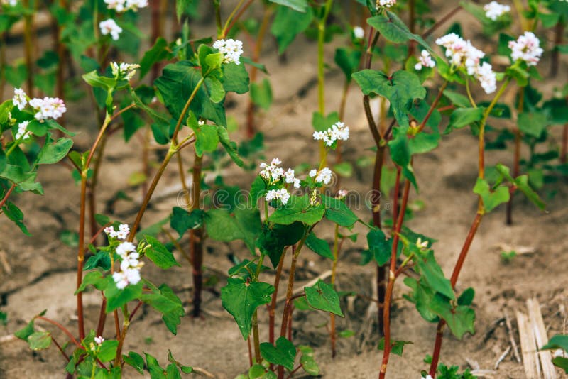 Buckwheat Bloom. Buckwheat Fields Stock Photo - Image of crop ...