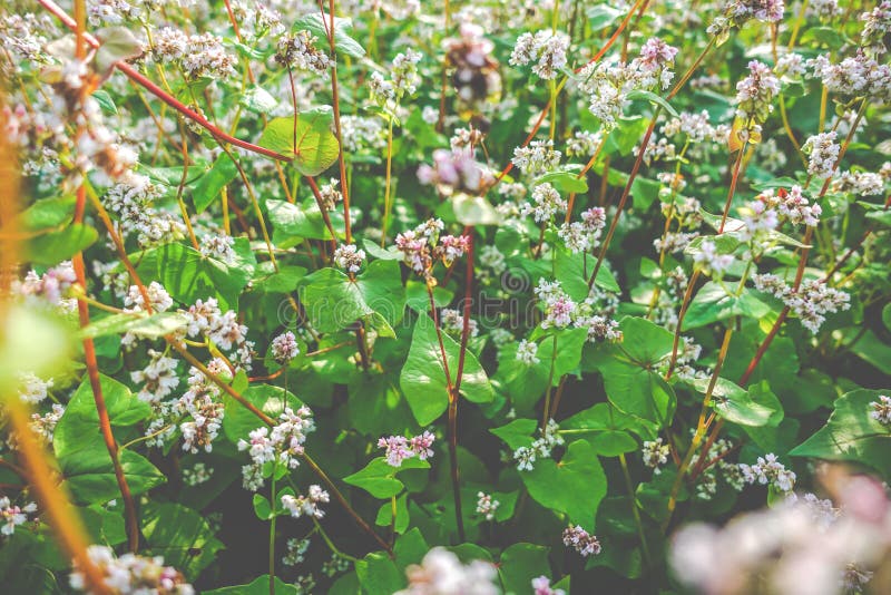 Buckwheat field stock image. Image of crop, farm, countryside - 153508865