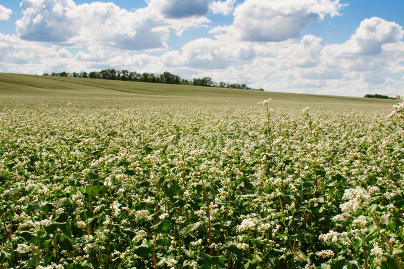 Buckwheat Field on Blue Sky Background Stock Photo - Image of ...
