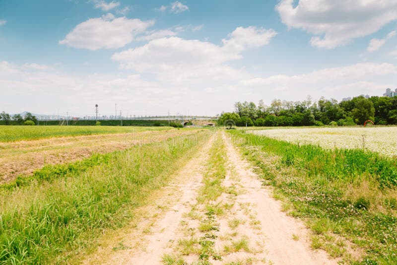 Buckwheat Field and Country Road at Spring in Korea Stock Image - Image ...