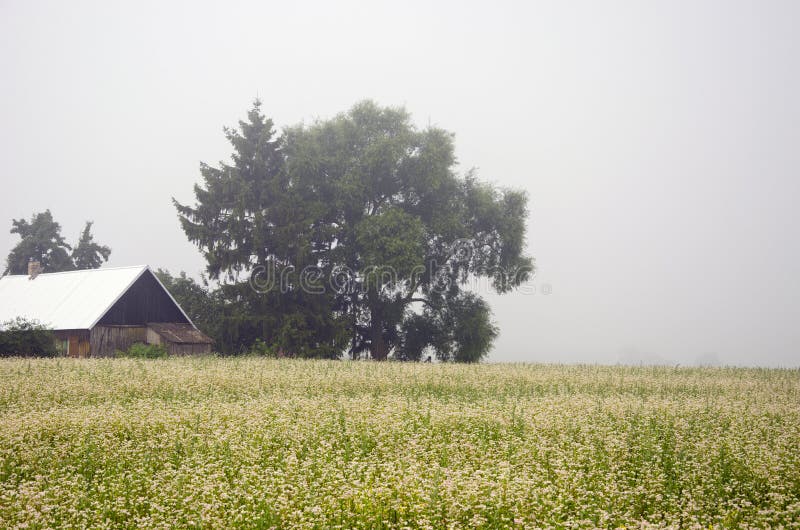 Buckwheat Field in Farm and Morning Mist Stock Photo - Image of field ...