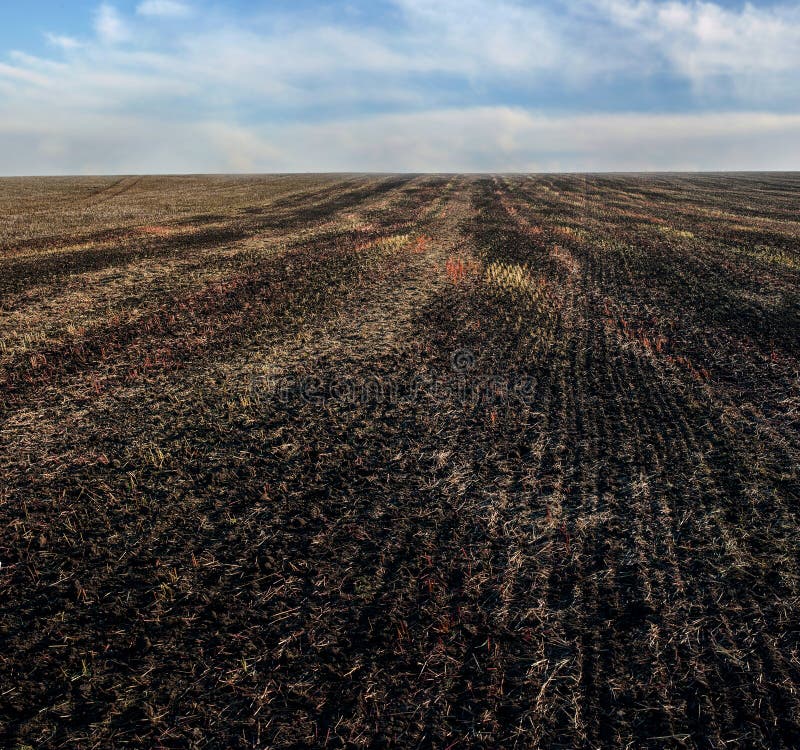 Stubble texture stock photo. Image of macro, material - 10401480