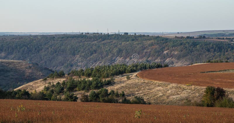 Buckwheat Field Overlooking Trees, Hills. Rural Landscape Stock Photo ...