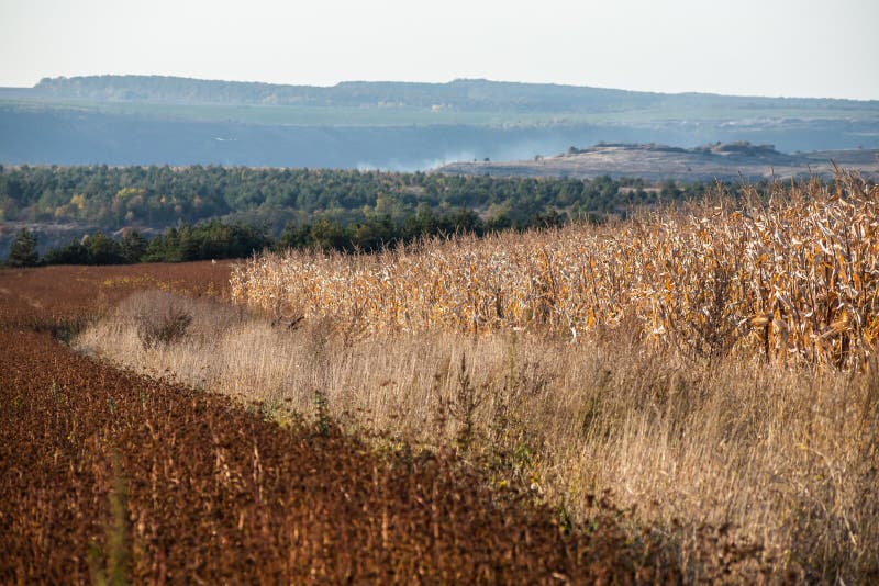 Buckwheat Field Overlooking Trees, Hills. Rural Landscape Stock Image ...