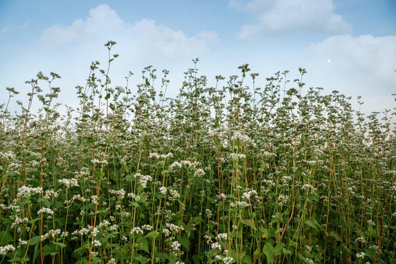 A Buckwheat Field in Summer Stock Image - Image of bloom, grain: 124971465