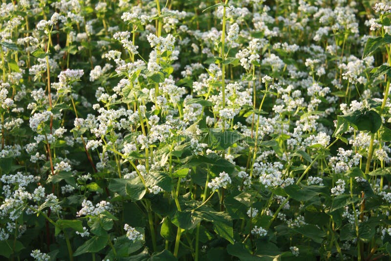 Buckwheat stock image. Image of plant, leaves, spring - 95199955