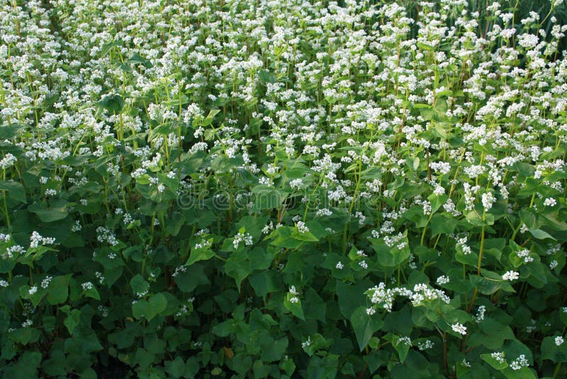 Buckwheat stock photo. Image of natural, grass, bloom - 95199972