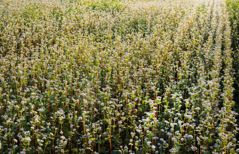 Buckwheat Field, White Blossom Illuminated the Sun Stock Photo - Image ...