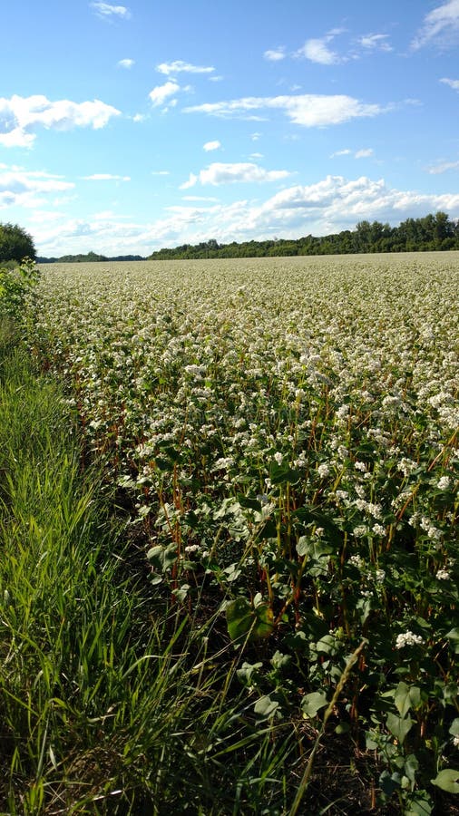 Buckwheat field. stock photo. Image of buckwheat, flowers - 95691236