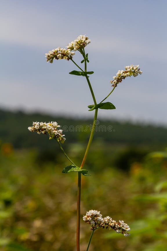 Buckwheat Flower on the Field Stock Photo - Image of blossoming, corn ...