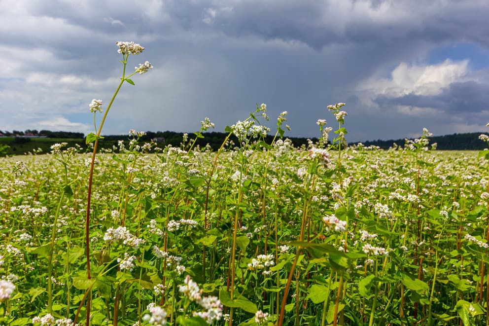 Buckwheat Flower on the Field Stock Photo - Image of green, cultivated ...