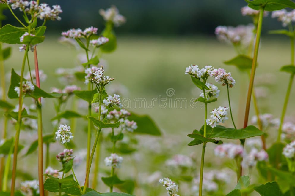 Buckwheat Flower on the Field Stock Image - Image of blue, green: 316154499