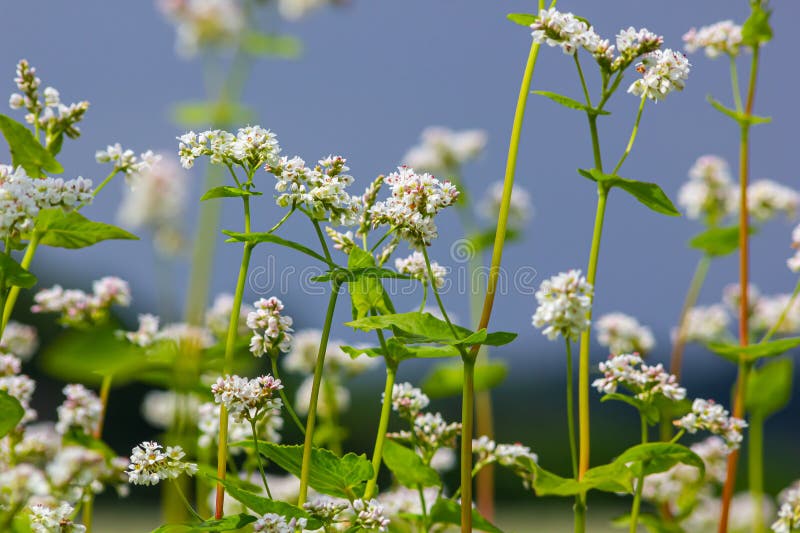 Buckwheat Flower on the Field Stock Image - Image of stem, rural: 319360201