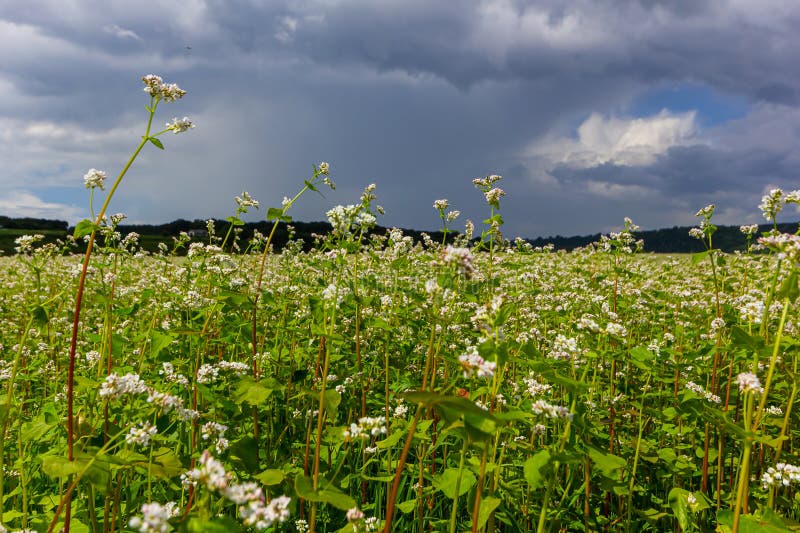 Buckwheat Flower on the Field Stock Photo - Image of wheat, abundance ...