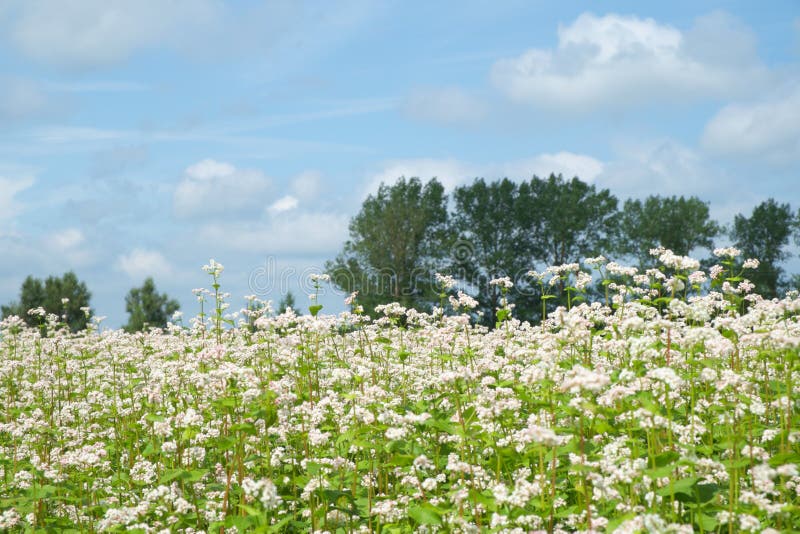 Buckwheat flower stock photo. Image of cultivated, rural - 77985942