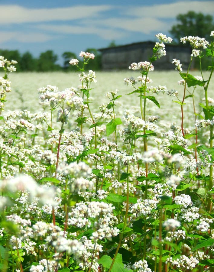 Buckwheat flowers stock image. Image of flower, green - 15903279