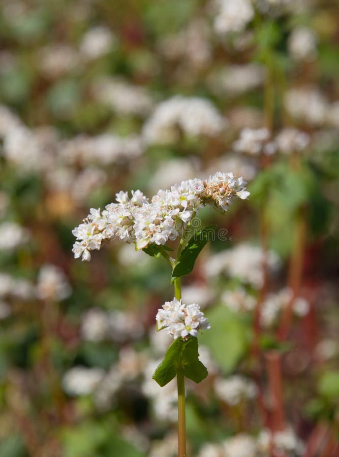 Buckwheat flowers stock image. Image of agriculture, rural - 25516003