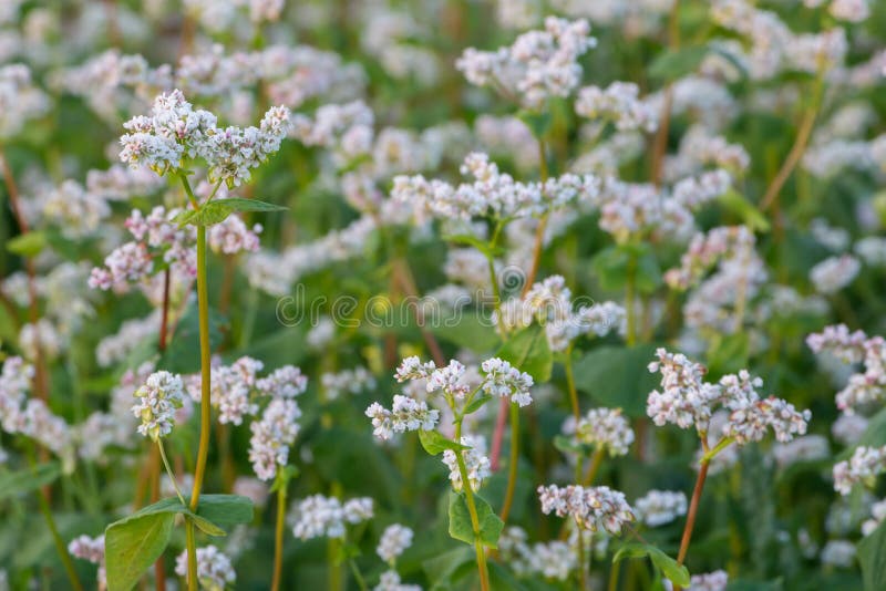 Buckwheat flowers stock photo. Image of flowers, field - 44228812