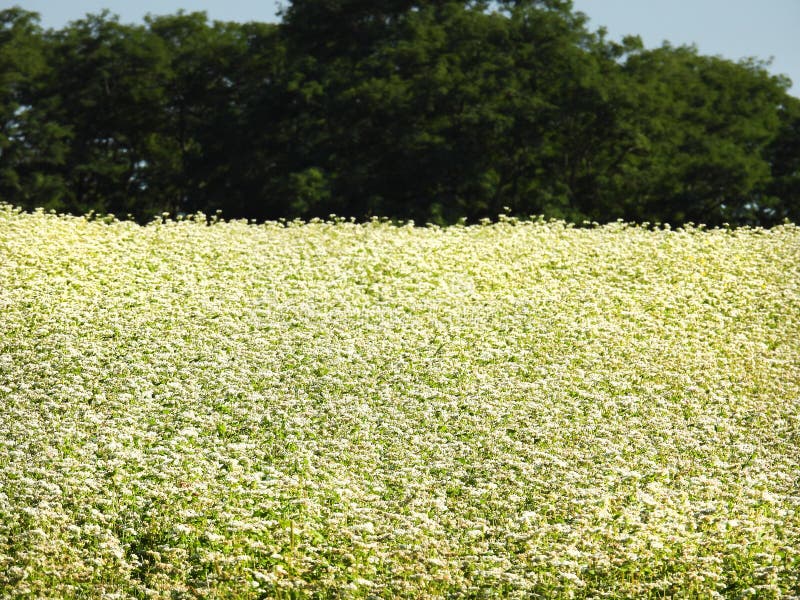 Buckwheat White Flowers Bloom in Late NYS August Crop Field Above ...