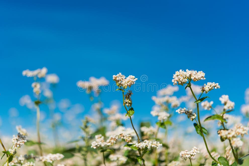 Buckwheat Growing the Field Stock Image - Image of lawn, agriculture ...
