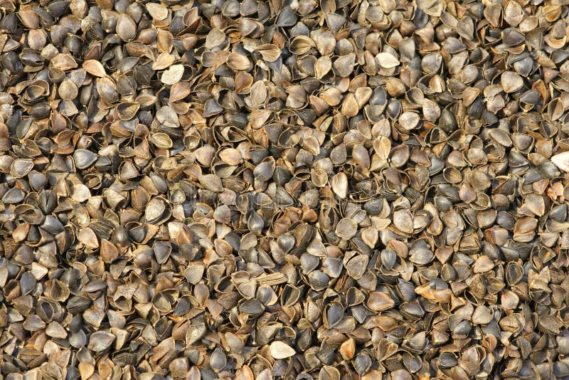 Buckwheat husk stock image. Image of wheat, pillows, material - 19635025