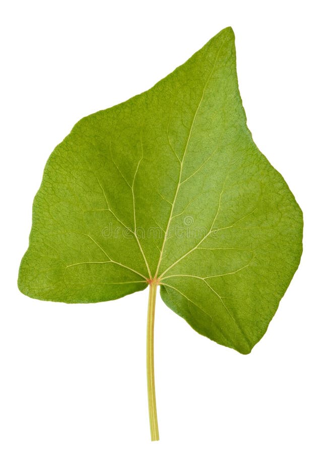 Buckwheat leaf stock image. Image of buck, cereal, esculentum - 370296467