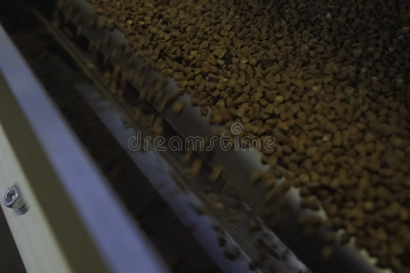 Buckwheat on the Sieving Conveyor Industrial Production of Buckwheat ...