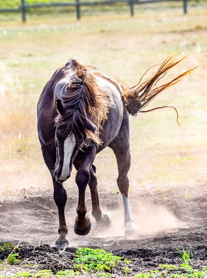 Bucking horse stock photo. Image of western, wild, power - 51286656