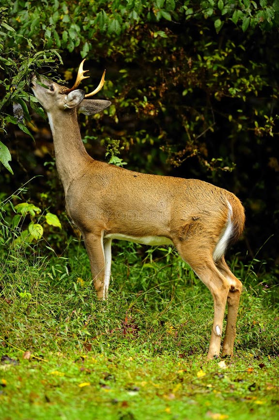 Bucky 4 stock image. Image of danger, antler, ears, stare - 11772679