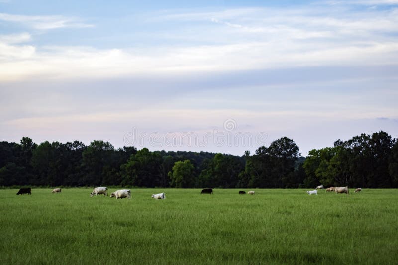 Bucolic Cattle Pasture Scene Stock Image - Image of pasture, field ...