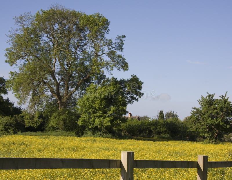 Bucolic Countryside stock photo. Image of meadow, grren - 7141222