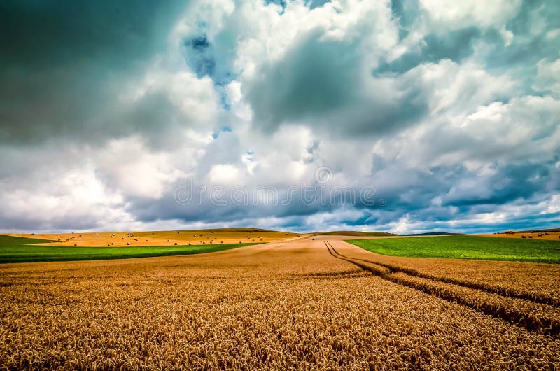 Bucolic Landscape with Cereal Fields in Summer Stock Image - Image of ...