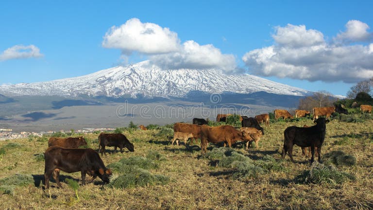 Bucolic Landscape and Volcano Etna Stock Image - Image of group ...