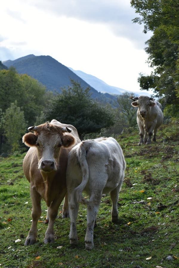 Two Cows and a Bull Watching with Mountains in the Background. Stock ...