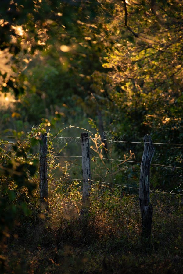 Bucolic Rural Landscape on Sunset. Stock Image - Image of country ...