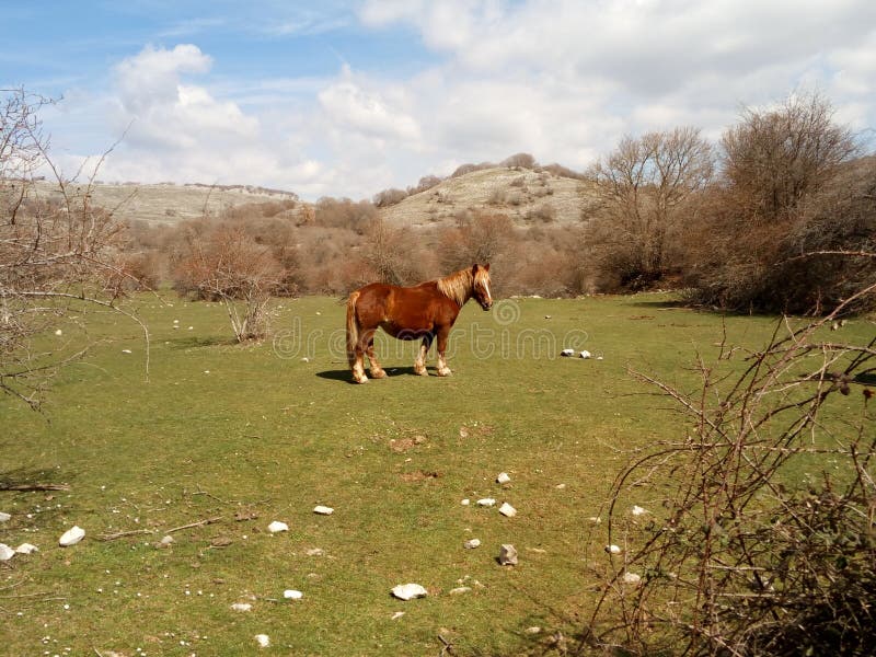 Bucolic Scene of a Young Horse in a Mountain Landscape Stock Photo ...