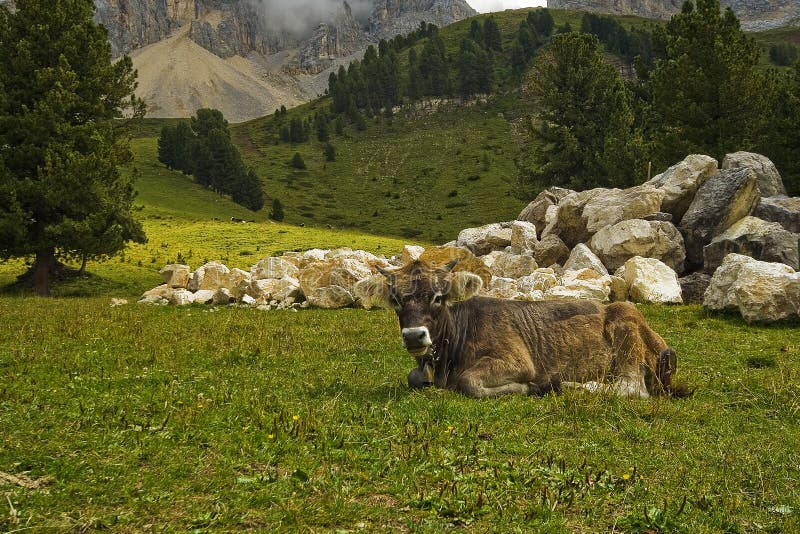 Bucolico immagine stock. Immagine di bestiami, bufalo - 97861995