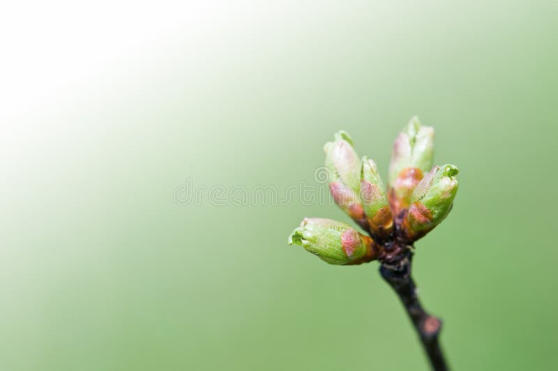 Green Round Bud on a Branch of a Raspberry Bush Stock Photo - Image of ...