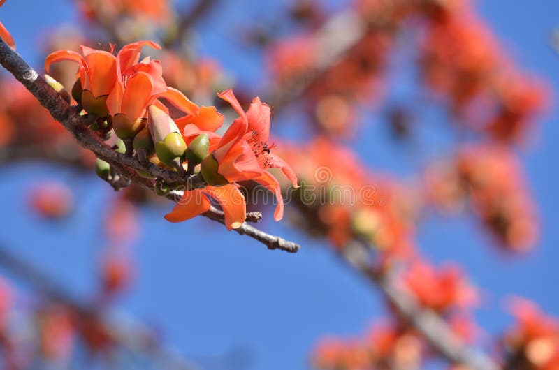 A Bud of Beautiful Orange Flower Petals Stock Image - Image of blossom ...