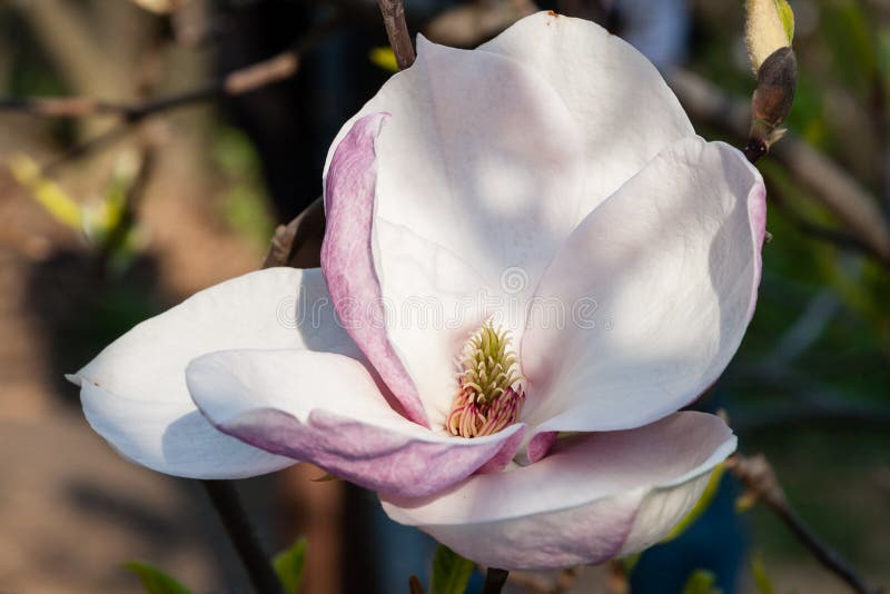 Bud of Beautiful Spring Magnolia Stock Image - Image of branch, beauty ...