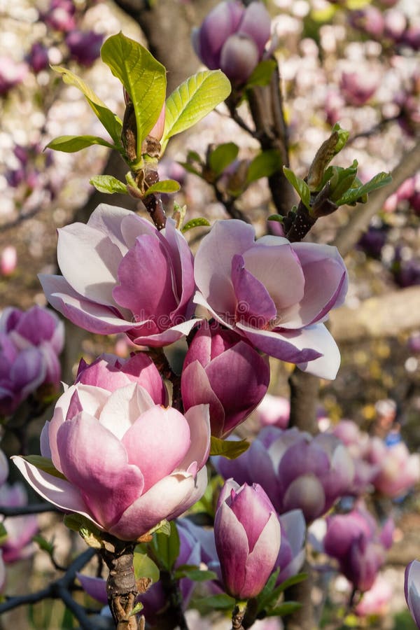Bud of Beautiful Spring Magnolia Stock Photo - Image of bloom, pastel ...