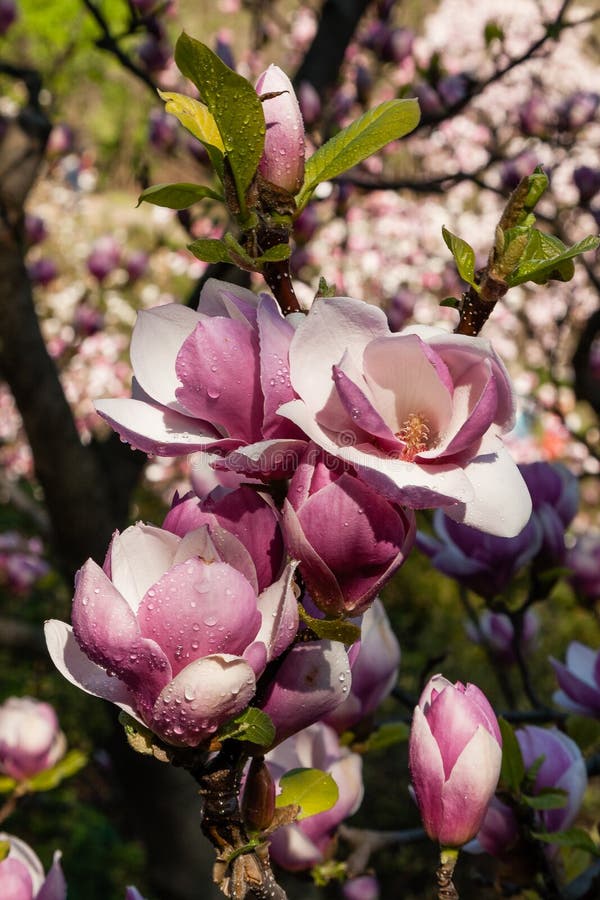 Bud of Beautiful Spring Magnolia Stock Photo - Image of freshness ...