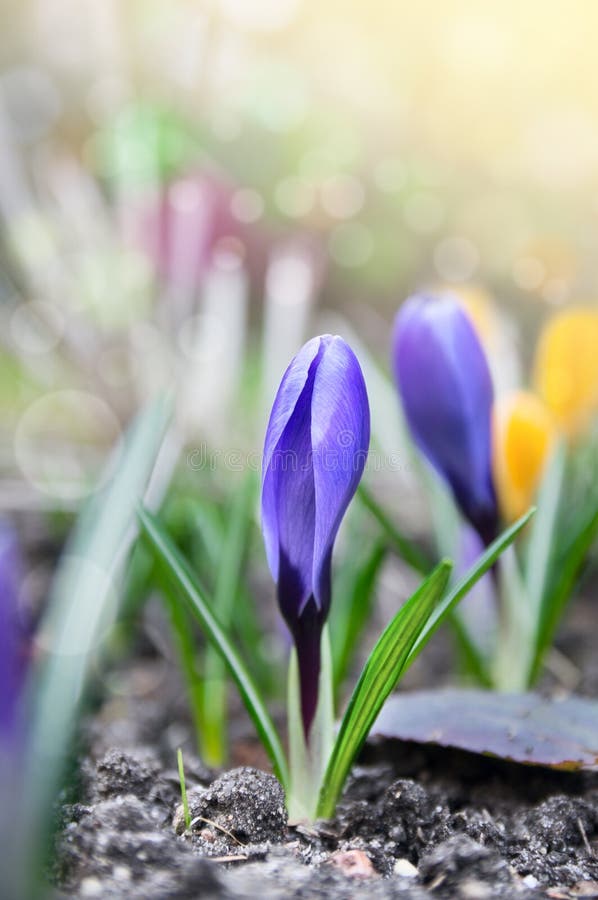 Bud Blue Crocus in Spring Garden Stock Photo - Image of natural, nature ...